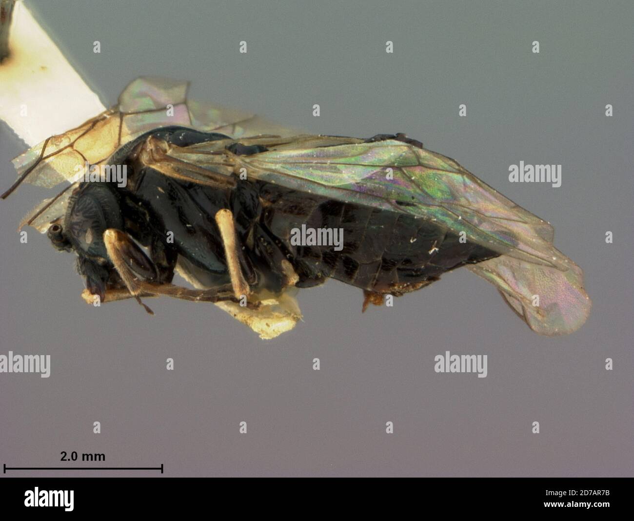 Monophadnus genticulatus nipponica rohwer hi-res stock photography and ...