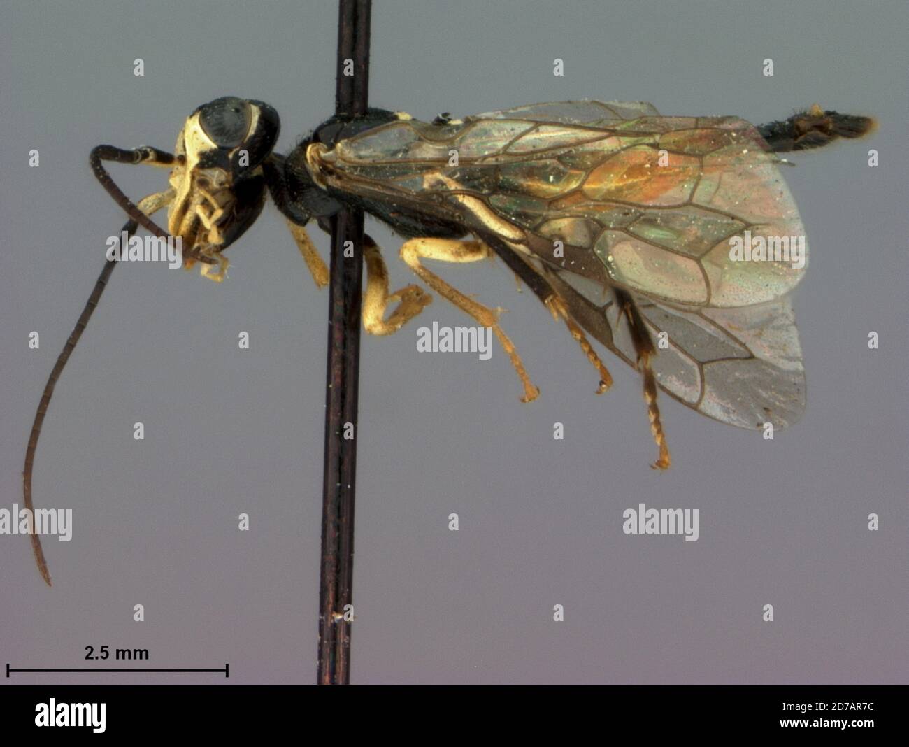 Oxbow, Saskatchewan, Canada, Pamphilius nigritibialis Rohwer, 1912 ...