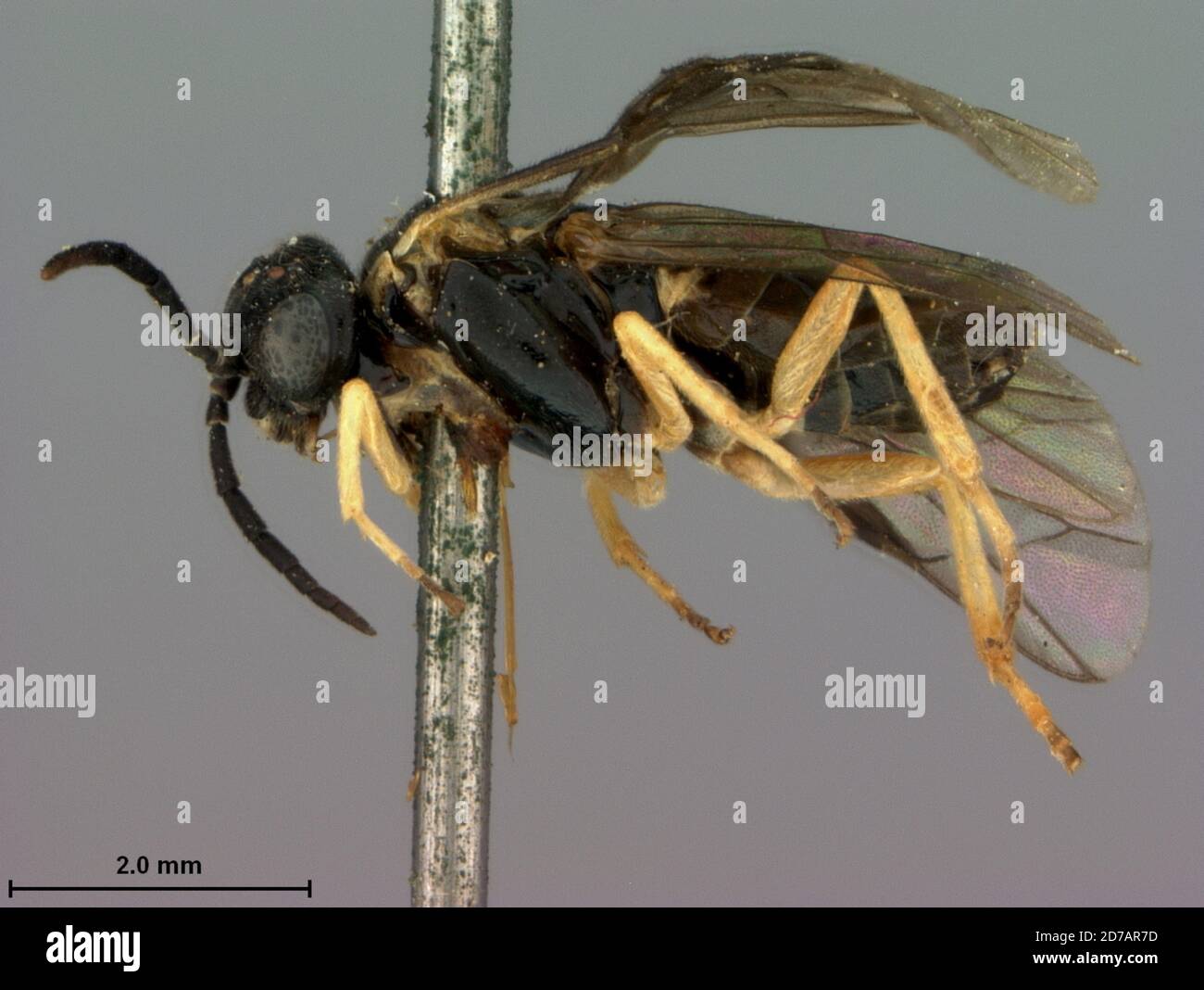 1911 animalia hi-res stock photography and images - Alamy