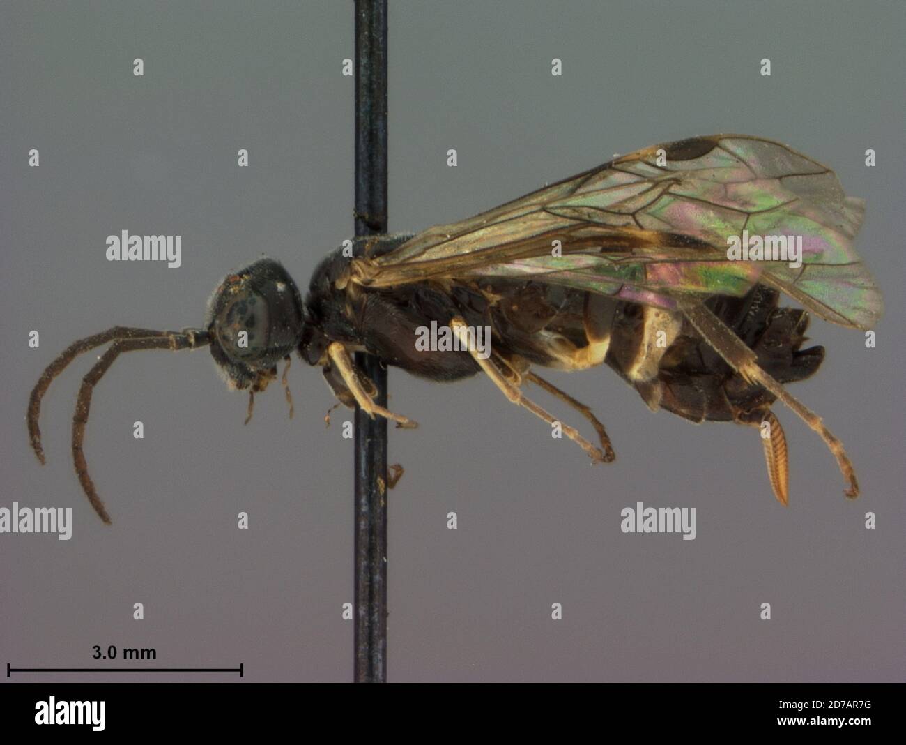 Allantus cinctus var nigritibialis rohwer hi-res stock photography and ...