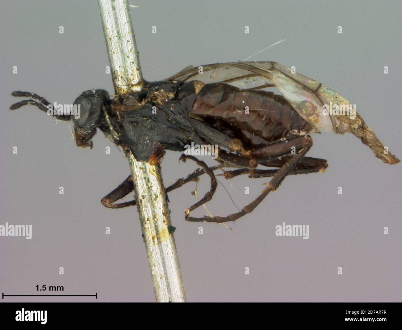 Chubut, Argentina, Nithulea nigrata Rohwer, 1911, Animalia, Arthropoda ...