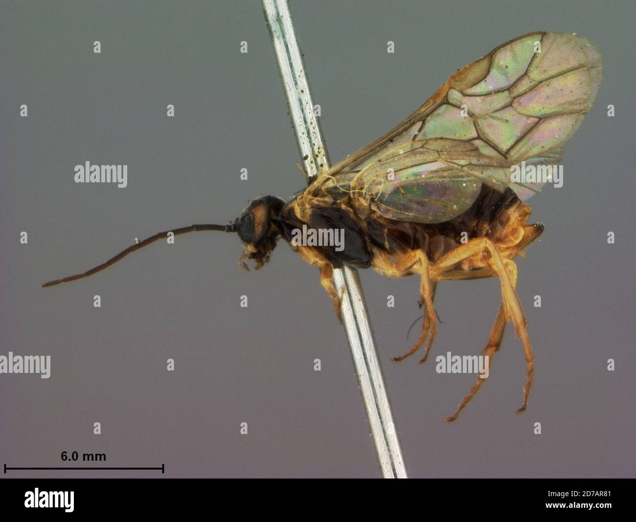 Pteronus notatus rohwer hi-res stock photography and images - Alamy
