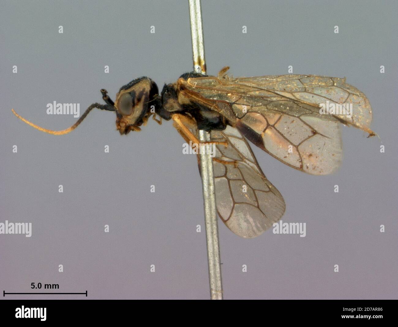 United States, Pamphilius ocellatus Rohwer, 1910, Animalia, Arthropoda ...