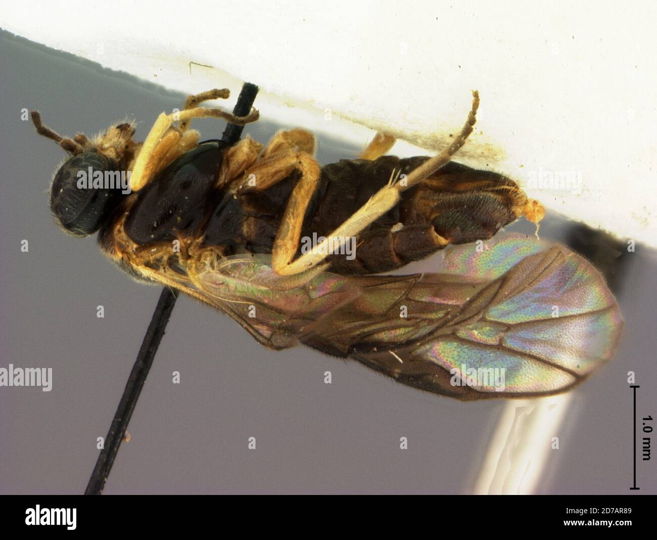 Acordulecera nigritarsis rohwer hi-res stock photography and images - Alamy