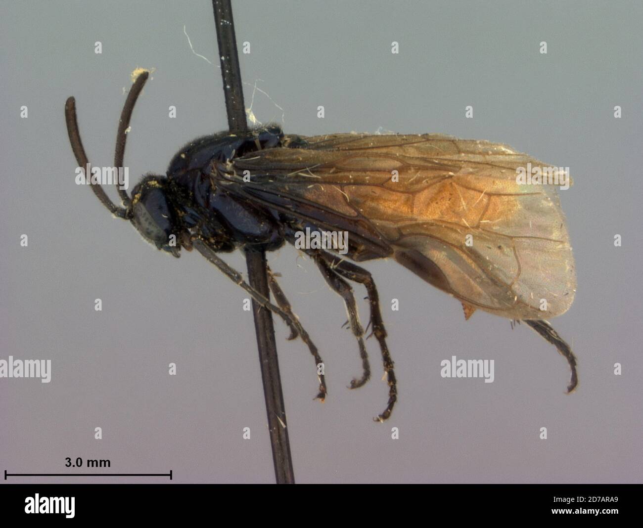 Okeanskaja, Siberia, Russia, Arge paganiformis Rohwer, 1925, Animalia ...