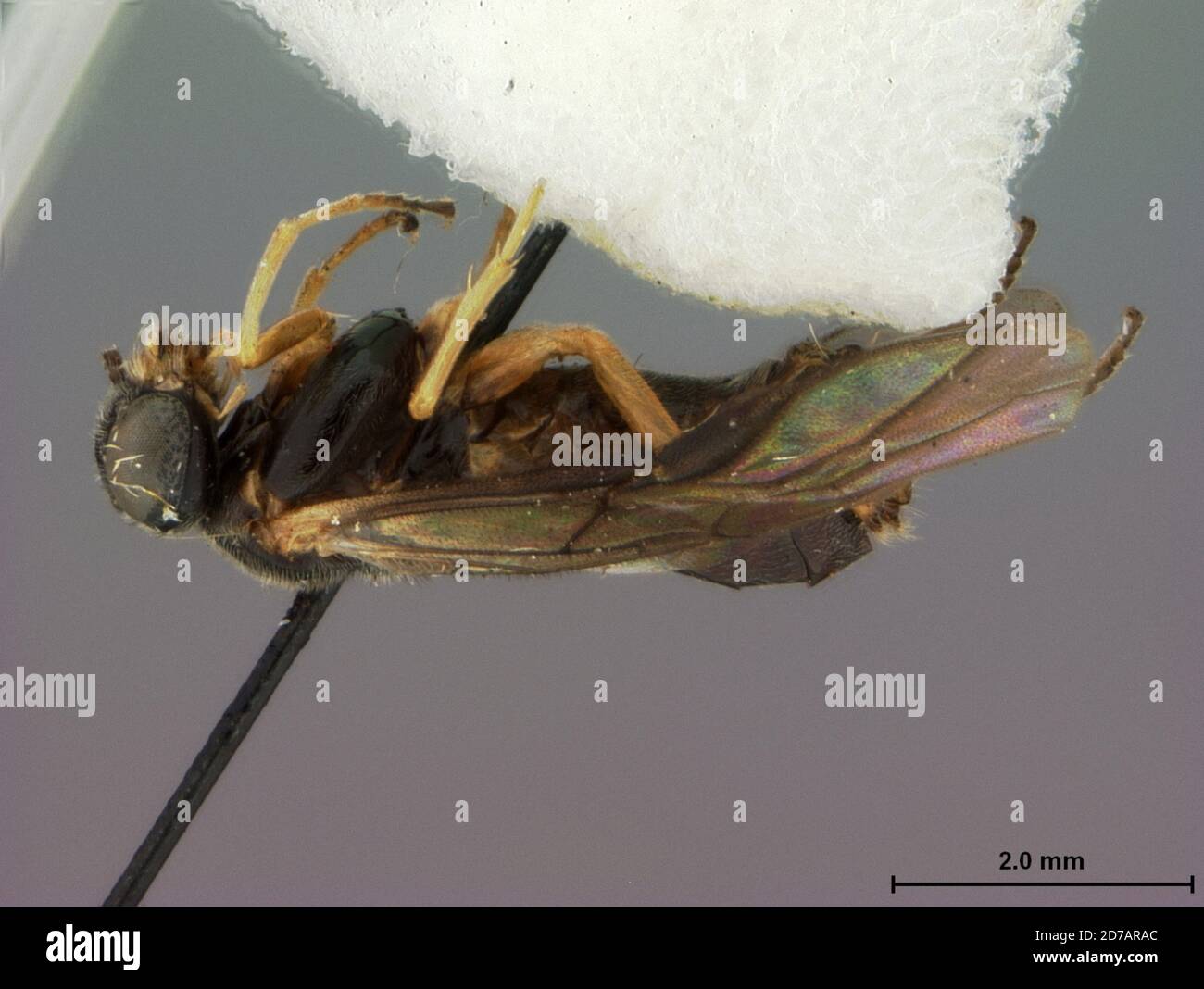 Acordulecera portiae rohwer hi-res stock photography and images - Alamy