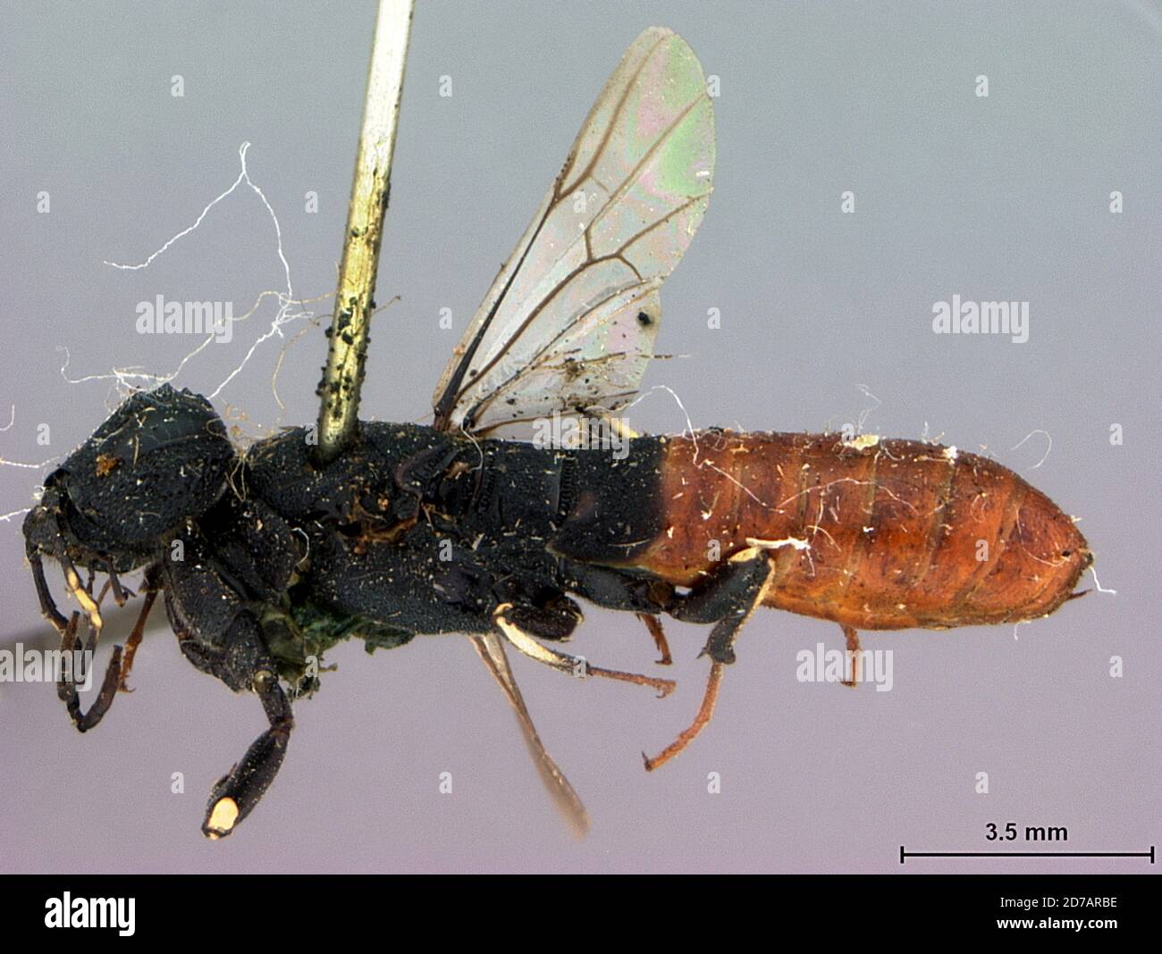 Colorado, United States, Oryssus relativus Rohwer, 1912, Animalia ...