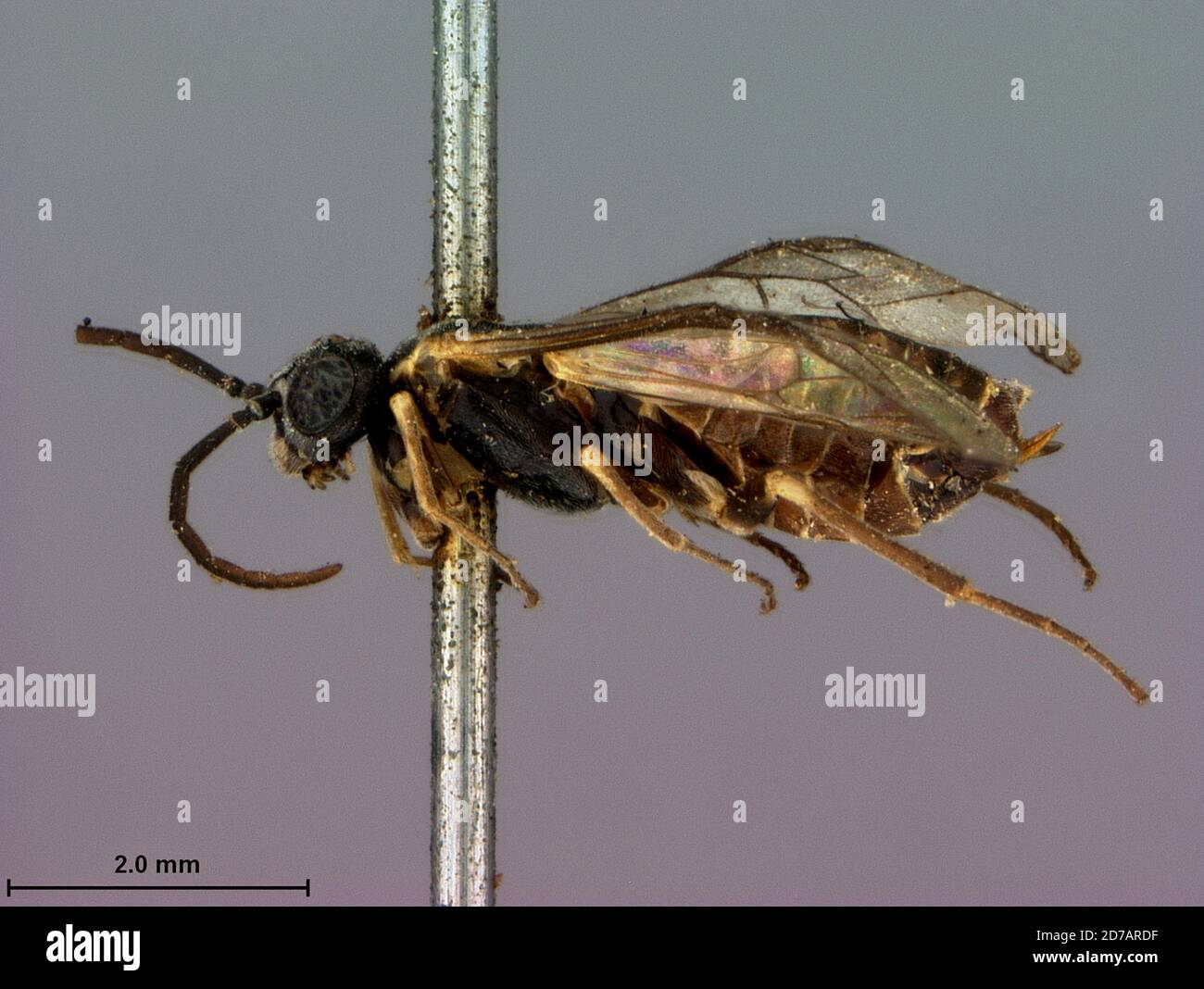 Poecilostoma submaculata rohwer hi-res stock photography and images - Alamy