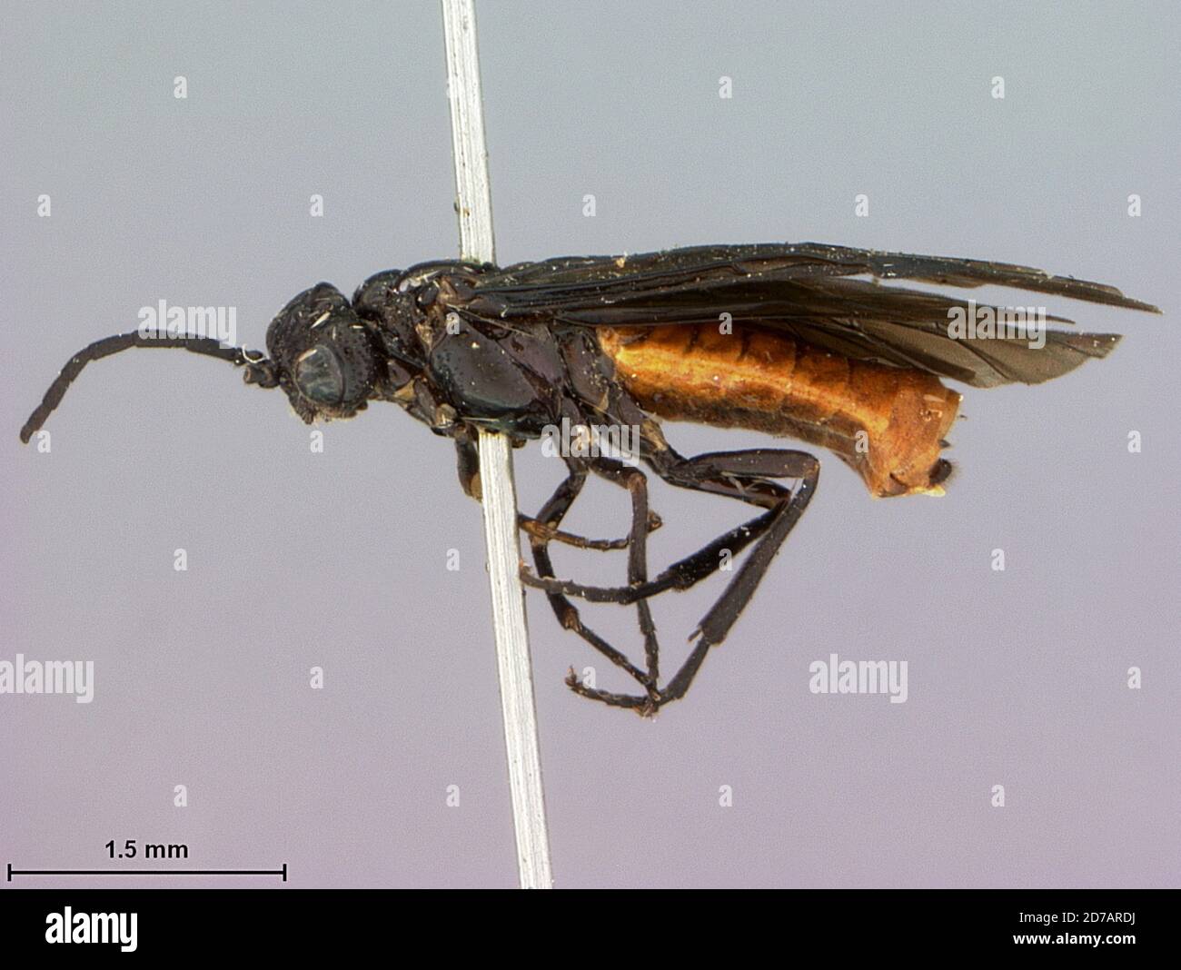 Strongylogaster tuberculiceps rohwer hi-res stock photography and ...