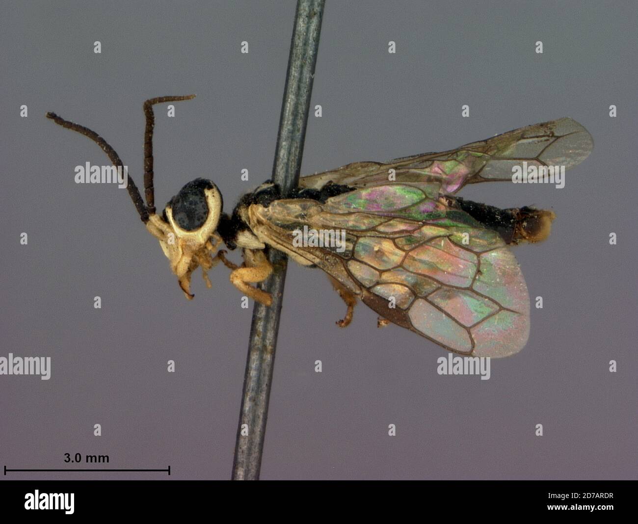 Pamphilius subcavifrons Rohwer, 1910, Animalia, Arthropoda, Insecta ...