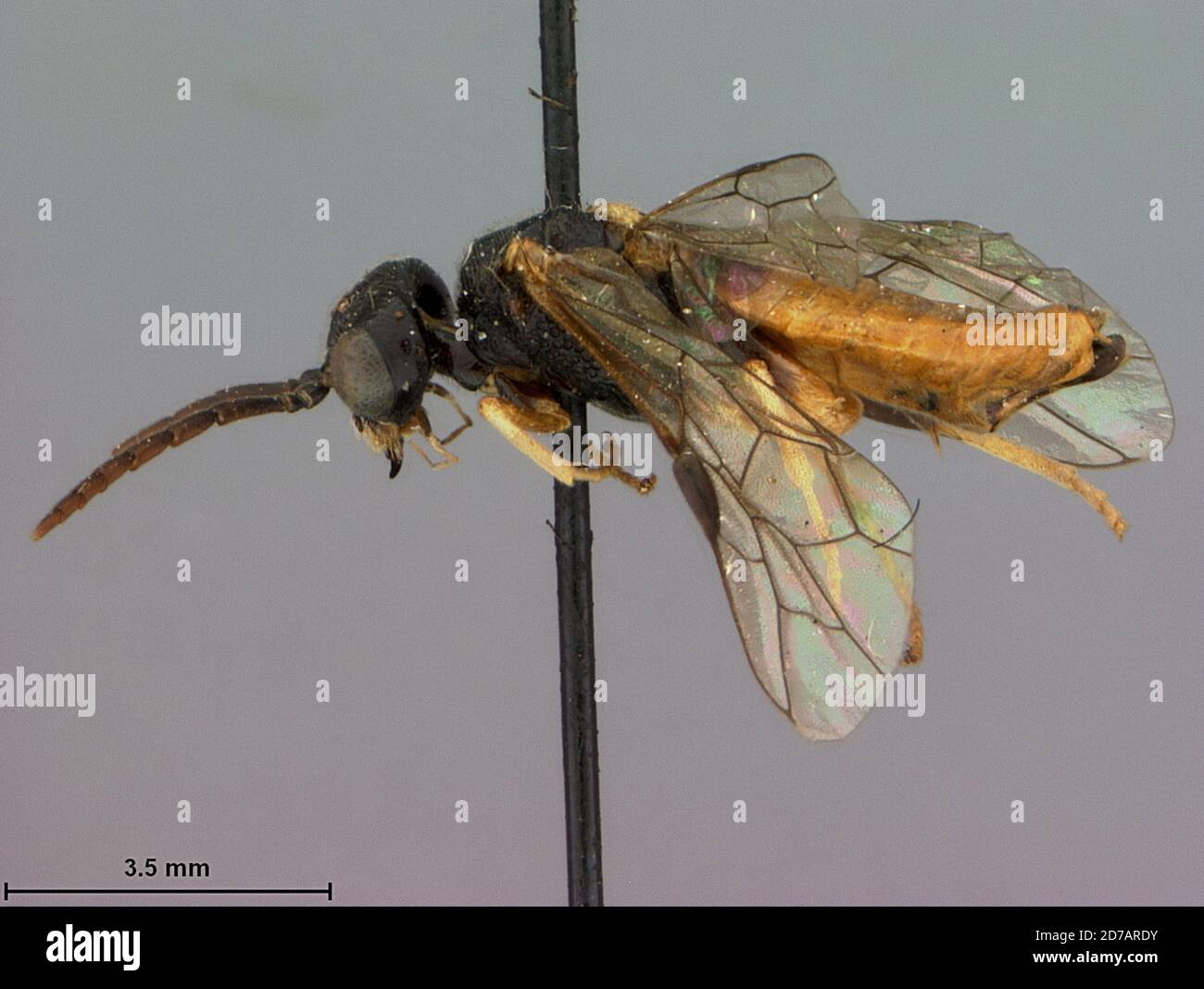 Dimorphopteryx pinguis rohwer hi-res stock photography and images - Alamy