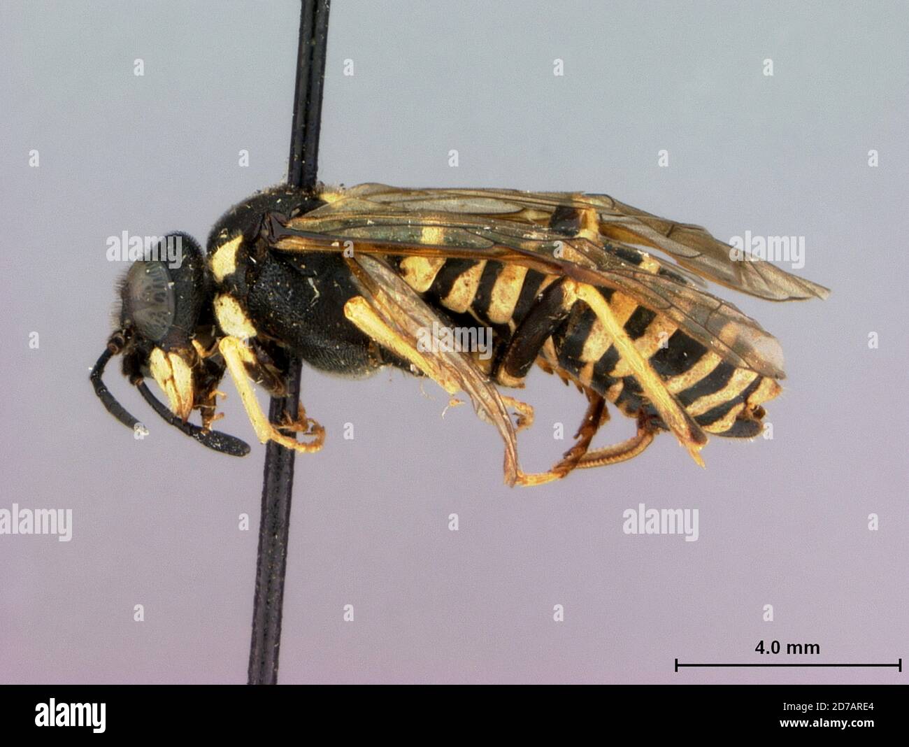 Allantus subnigriceps rohwer hi-res stock photography and images - Alamy