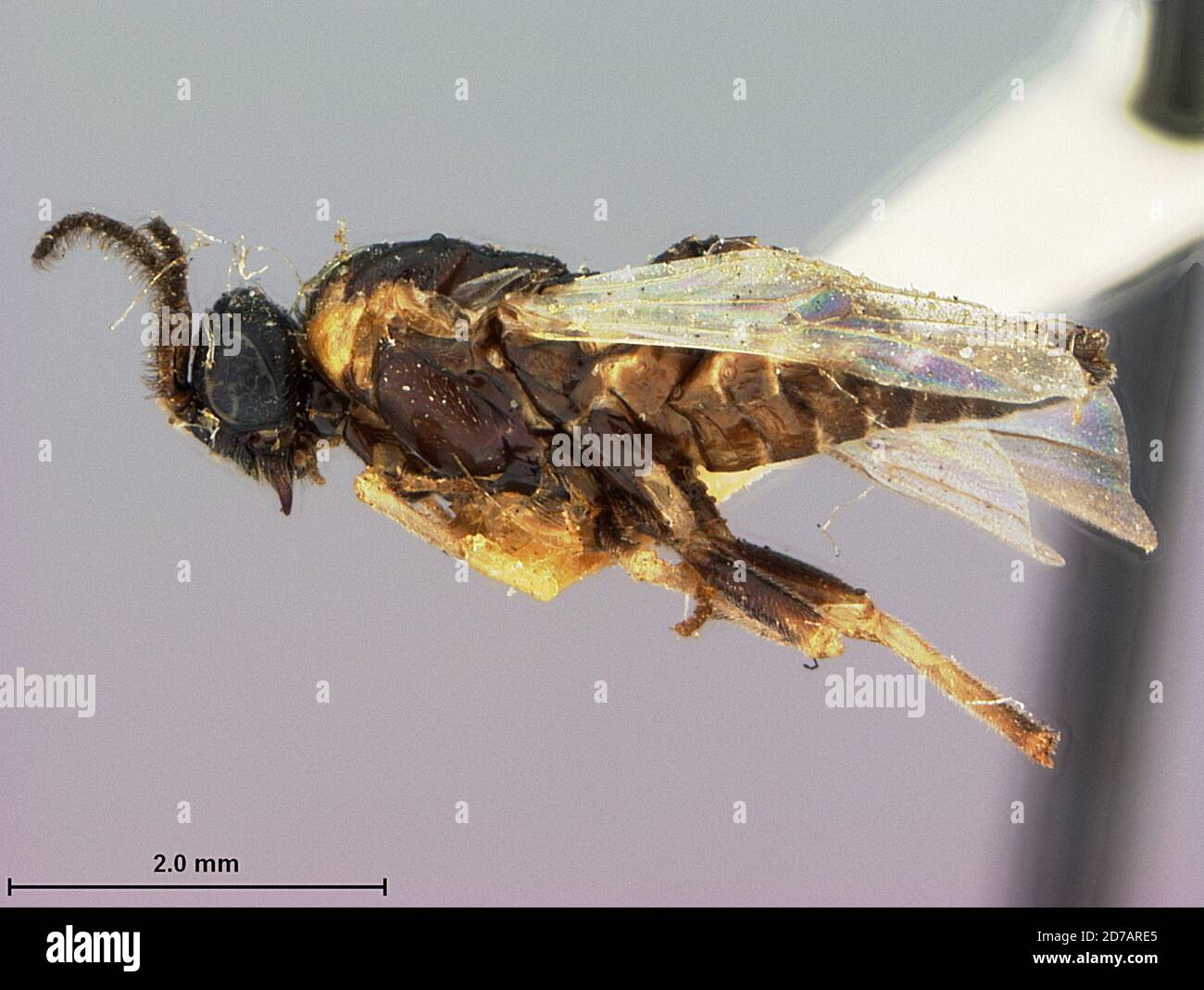 Stratton, Hitchcock, Nebraska, United States, Schizocerus sericeformis ...