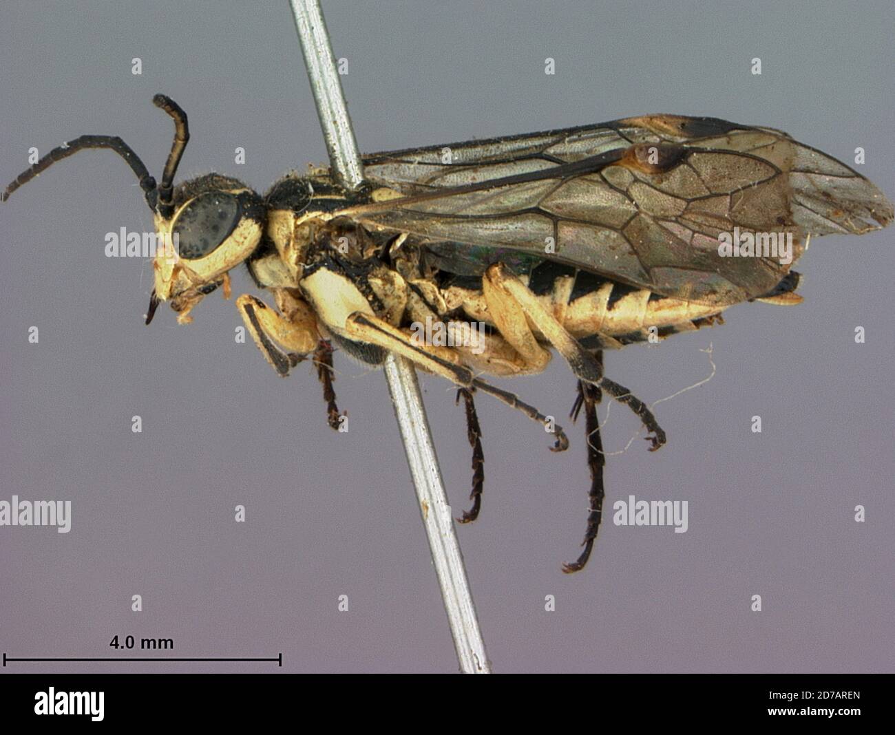 Rhogogaster truncatus rohwer hi-res stock photography and images - Alamy