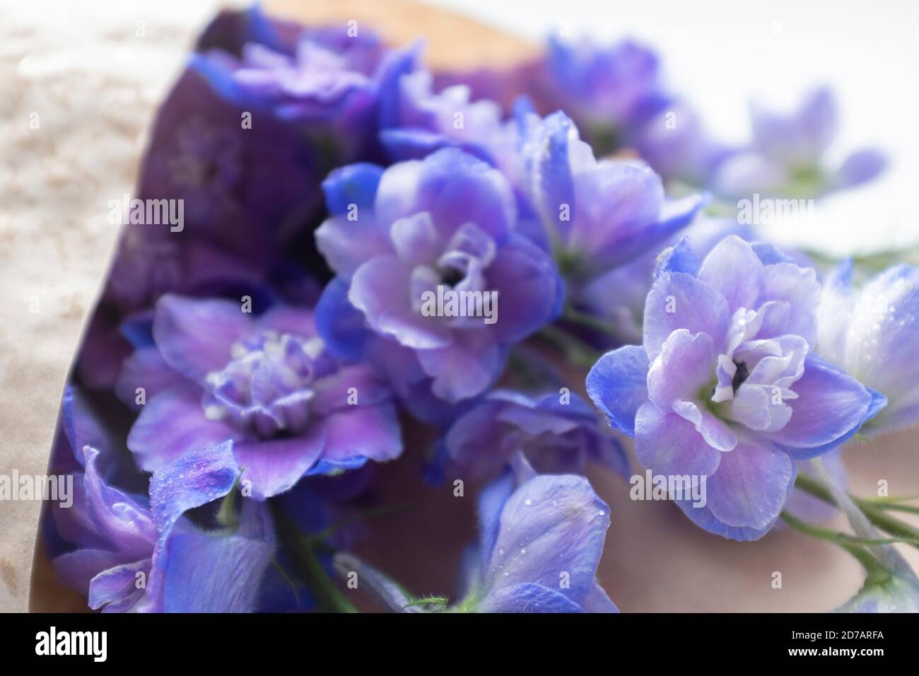 Delphinium lavender hi-res stock photography and images - Alamy