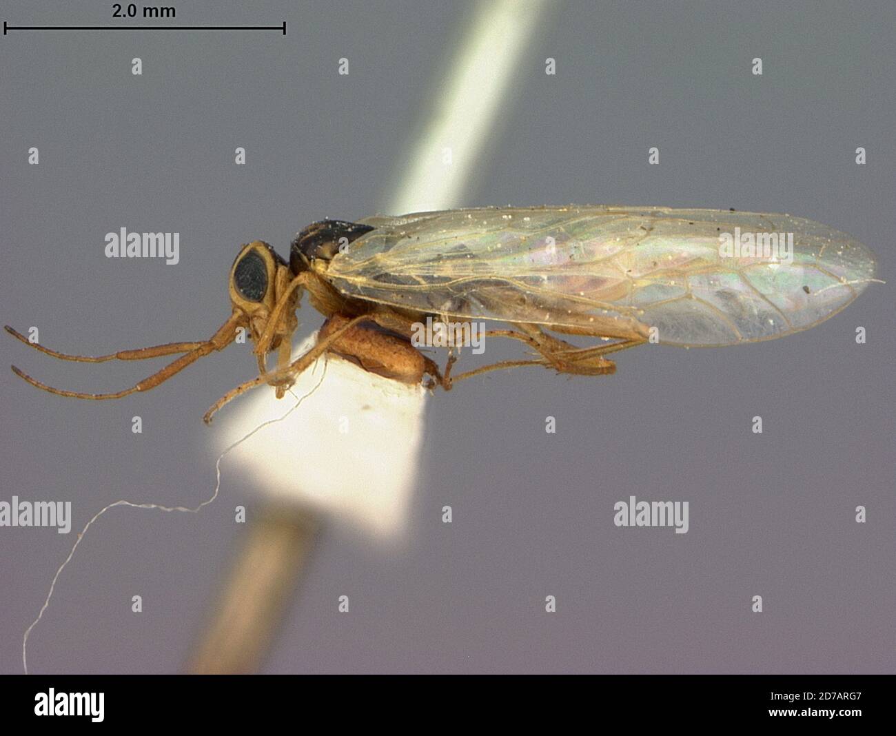 Xyela variegata rohwer hi-res stock photography and images - Alamy