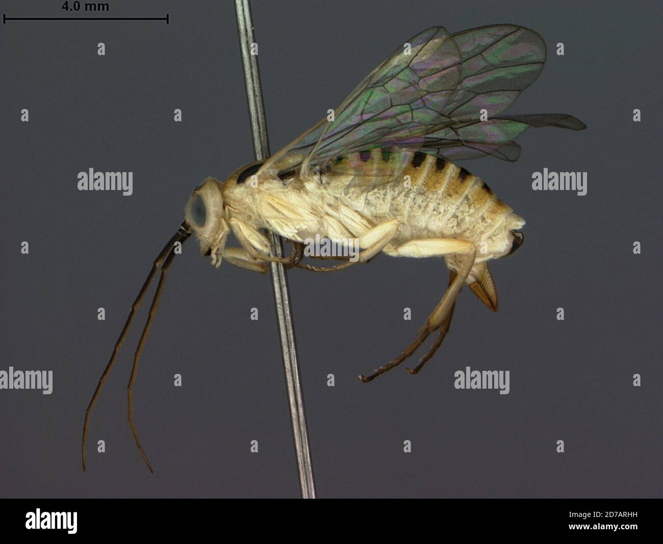 Fernow Experimental Forest, Tucker, West Virginia, United States ...