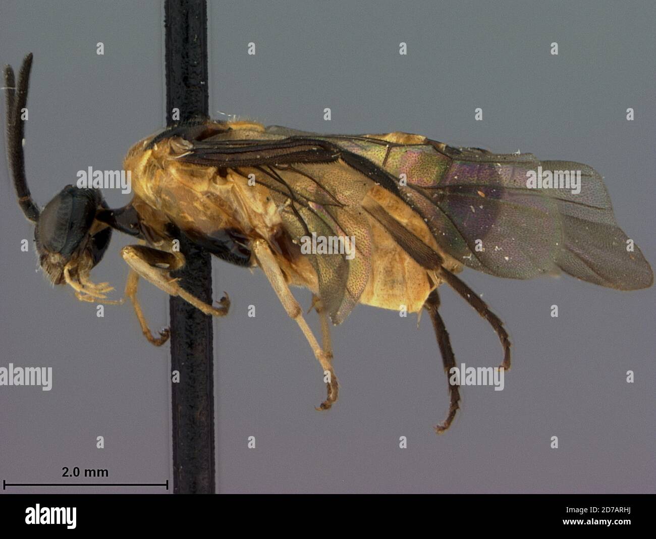 Sphacophilus apiculus smith hi-res stock photography and images - Alamy