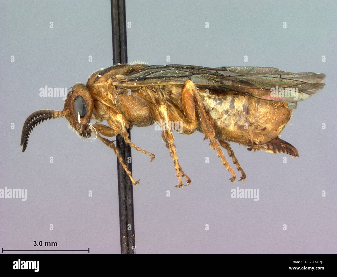 Springerville, Apache, Arizona, United States, Neodiprion autumnalis ...