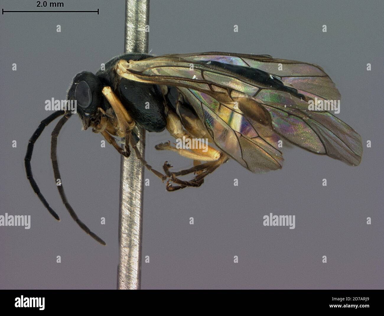 Fernow experimental forest hi-res stock photography and images - Alamy