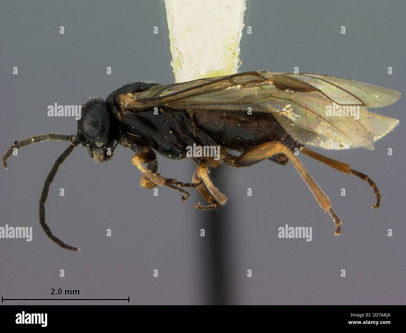 Kerita atira smith hi-res stock photography and images - Alamy