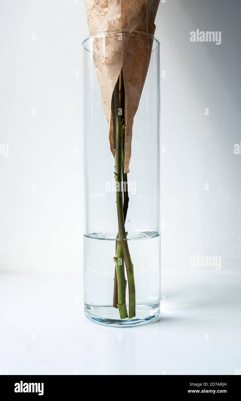 stems of flowers in water in a plain vase Stock Photo - Alamy