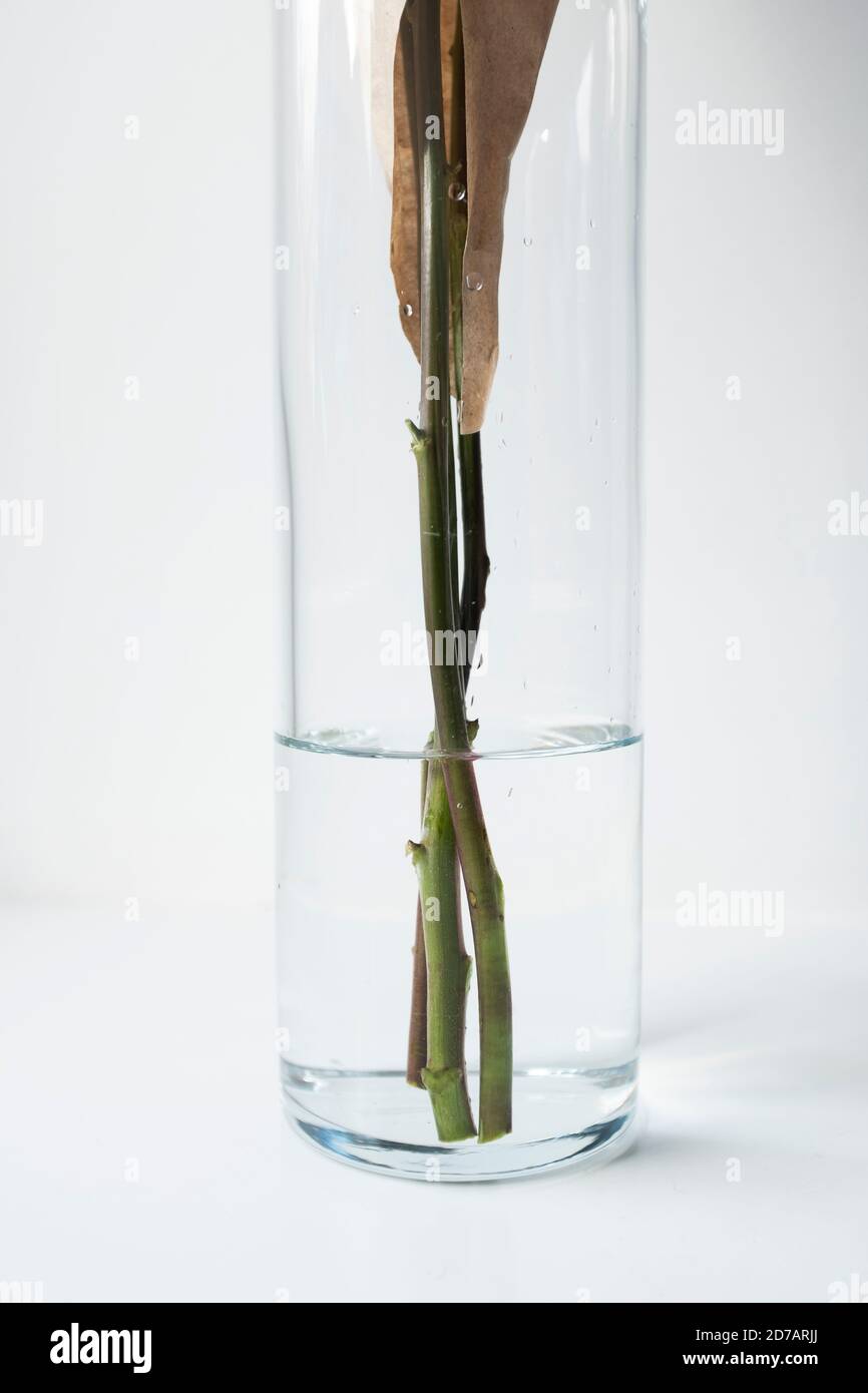 stems of flowers in water in a plain vase Stock Photo - Alamy