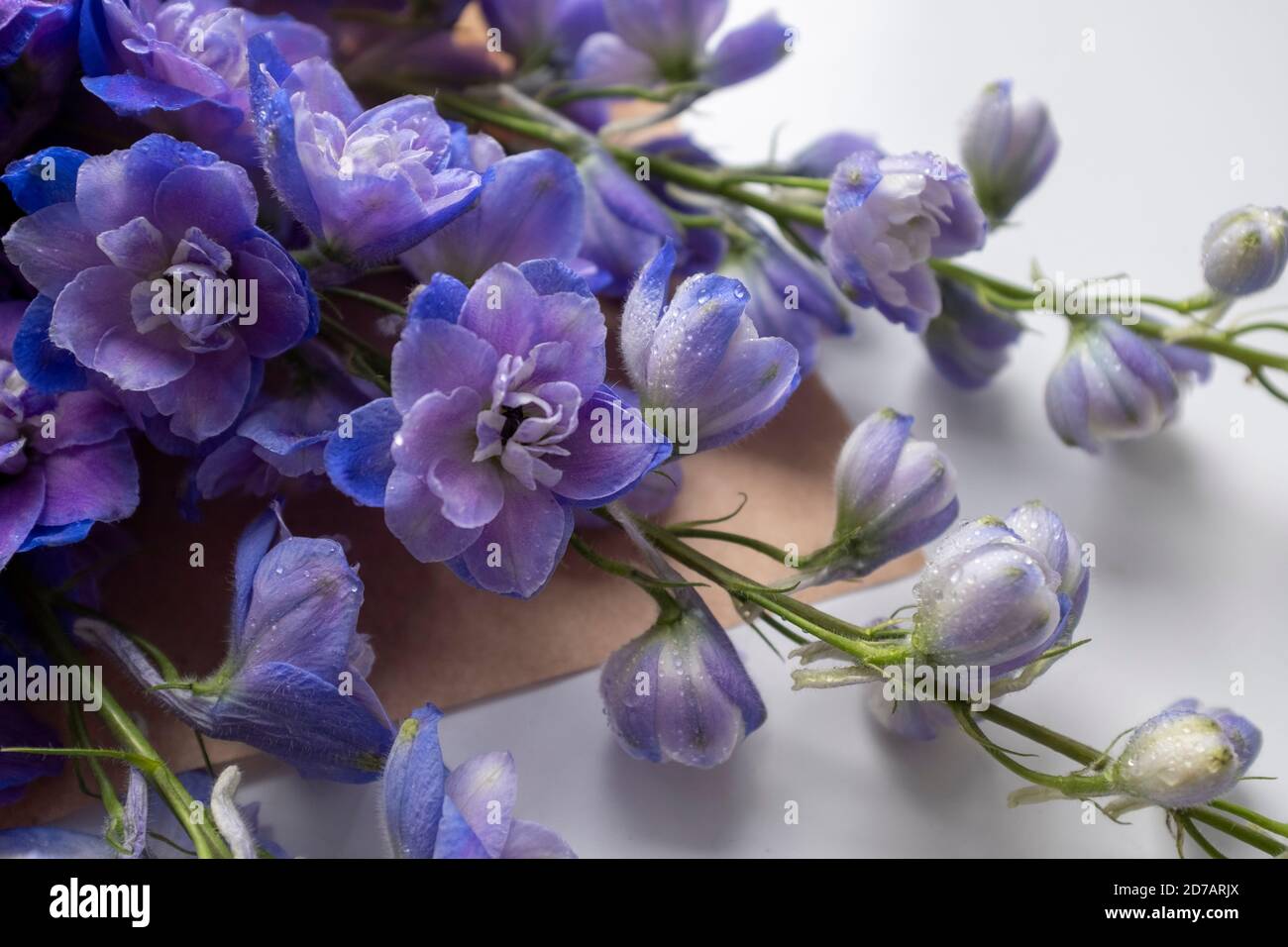Light blue shades Delphinium, closeup Stock Photo - Alamy