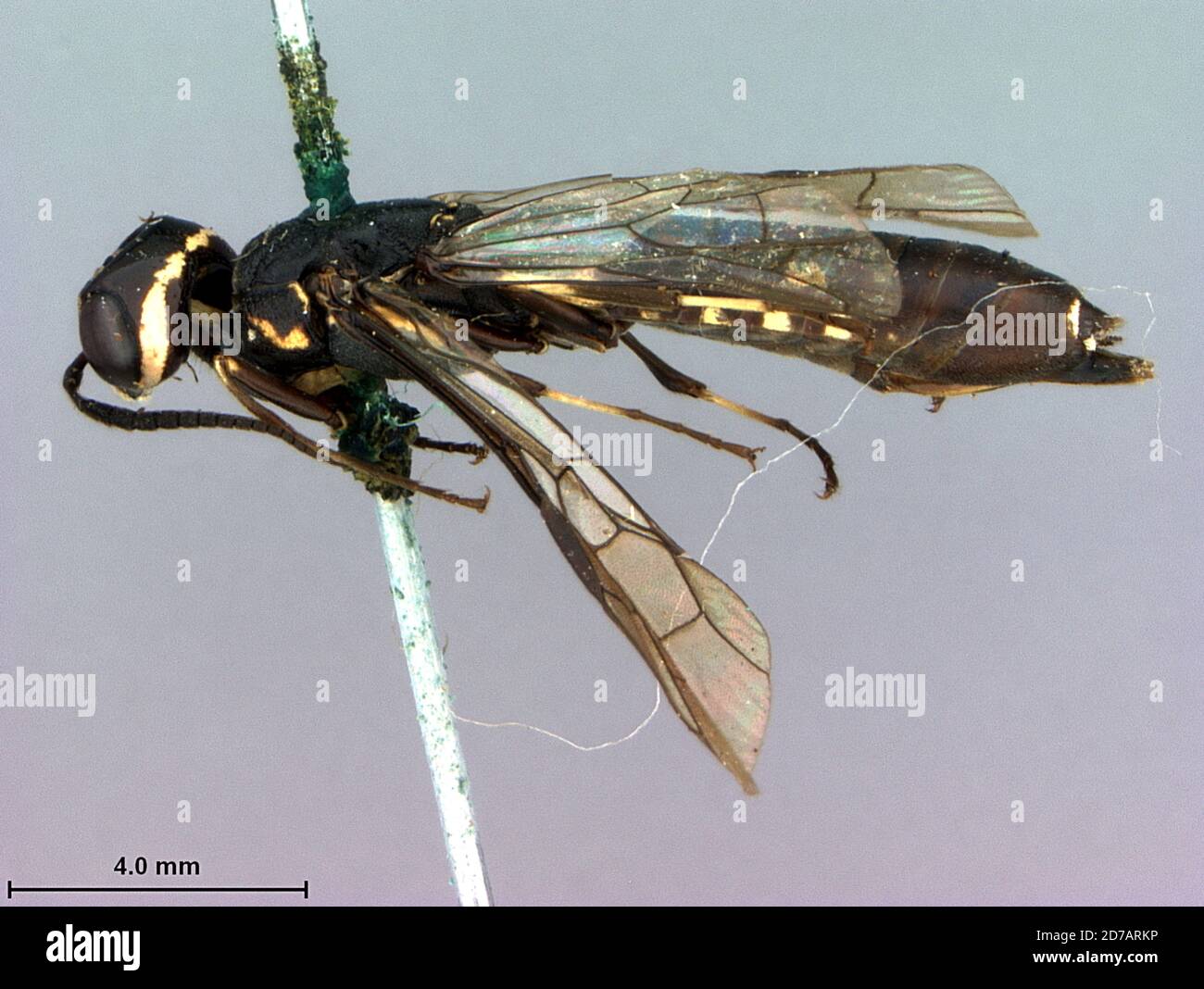 Mount Banáhao, Luzon Island, Philippines, Obesaxiphyda banahao Smith ...