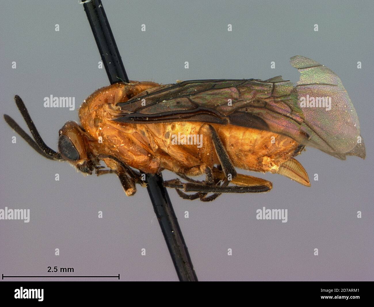 Davis Mountains, Texas, United States, Sphacophilus crenus Smith, 1971 ...