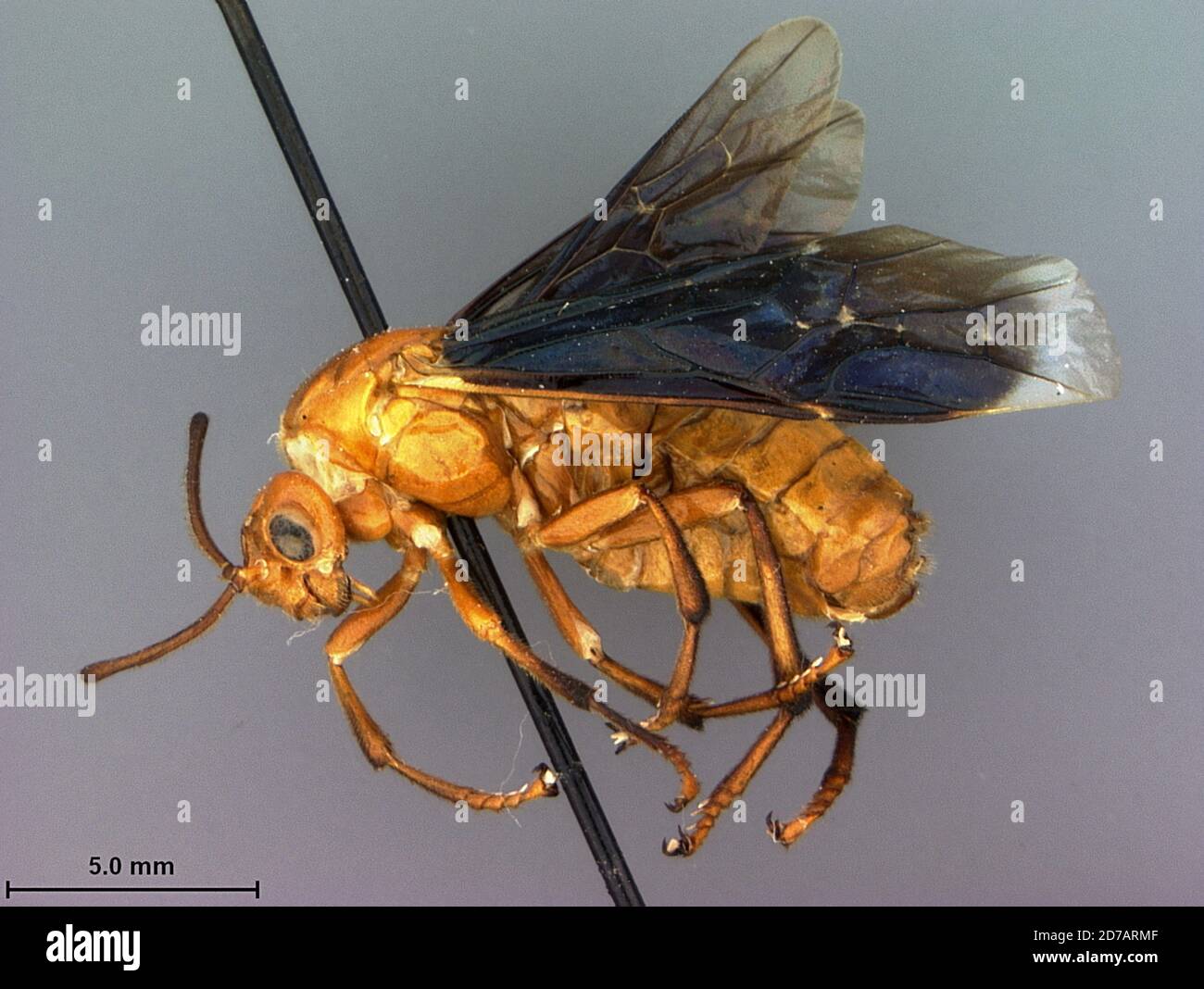 Laguna rogagua hi-res stock photography and images - Alamy