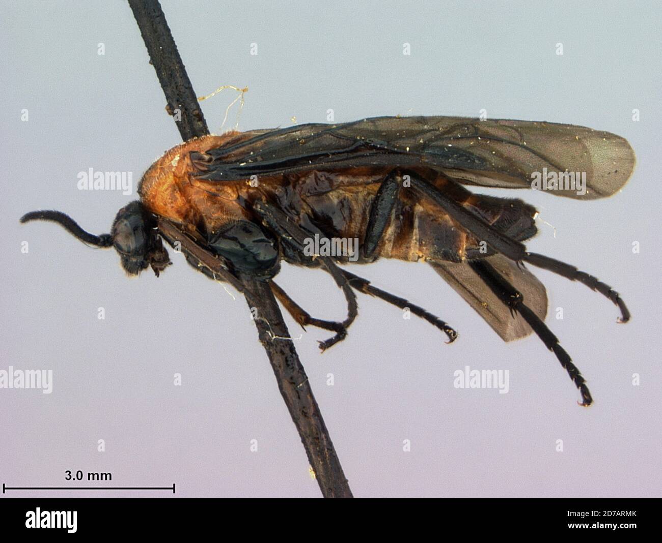 Cuernavaca, Morelos, Mexico, Sphacophilus barius Smith, 1992, Animalia ...