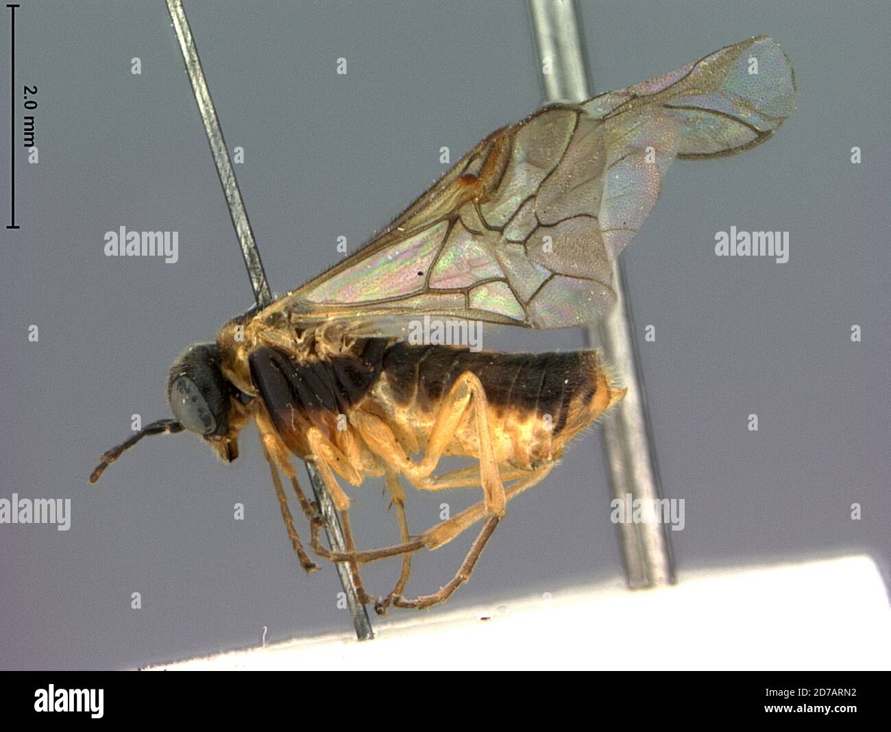 1980 animalia hi-res stock photography and images - Alamy