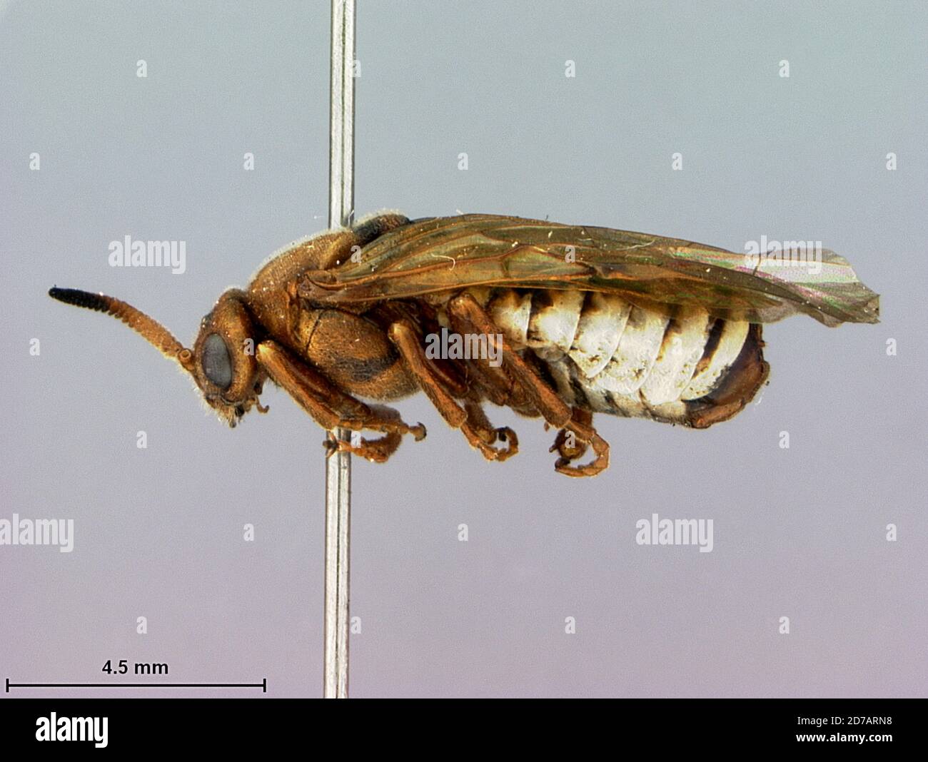 Zadiprion falsus smith hi-res stock photography and images - Alamy