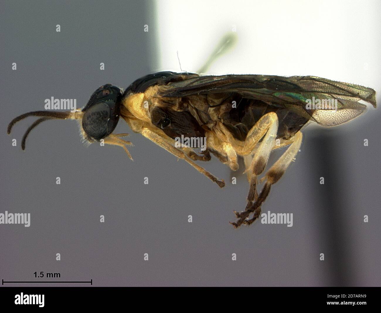 Mth layou r hi-res stock photography and images - Alamy