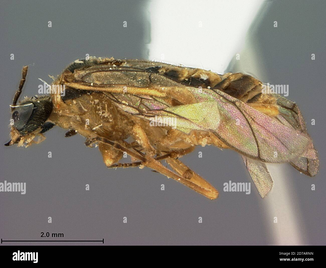 1980 animalia hi-res stock photography and images - Alamy