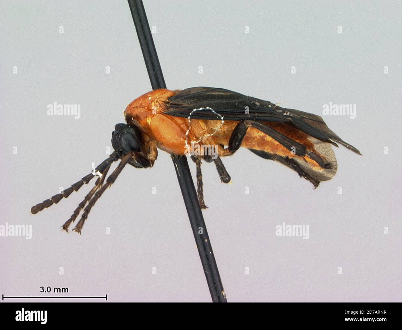 1990 animalia hi-res stock photography and images - Alamy