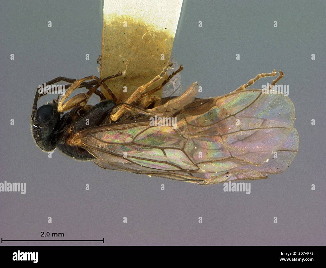 Difalá hi-res stock photography and images - Alamy