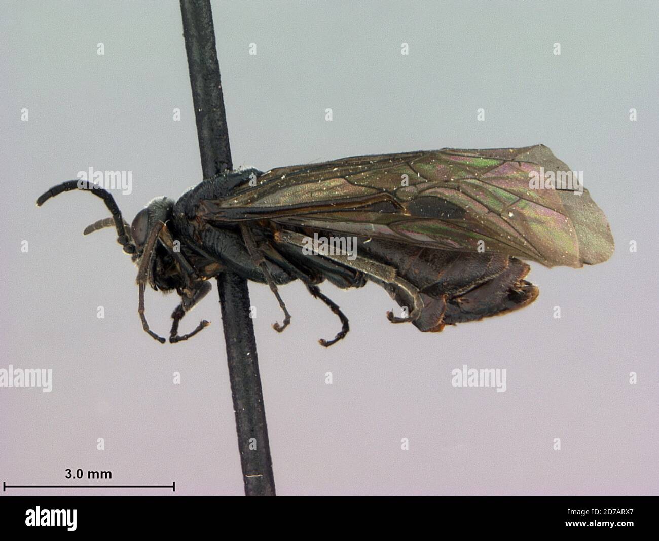 1969 animalia hi-res stock photography and images - Alamy