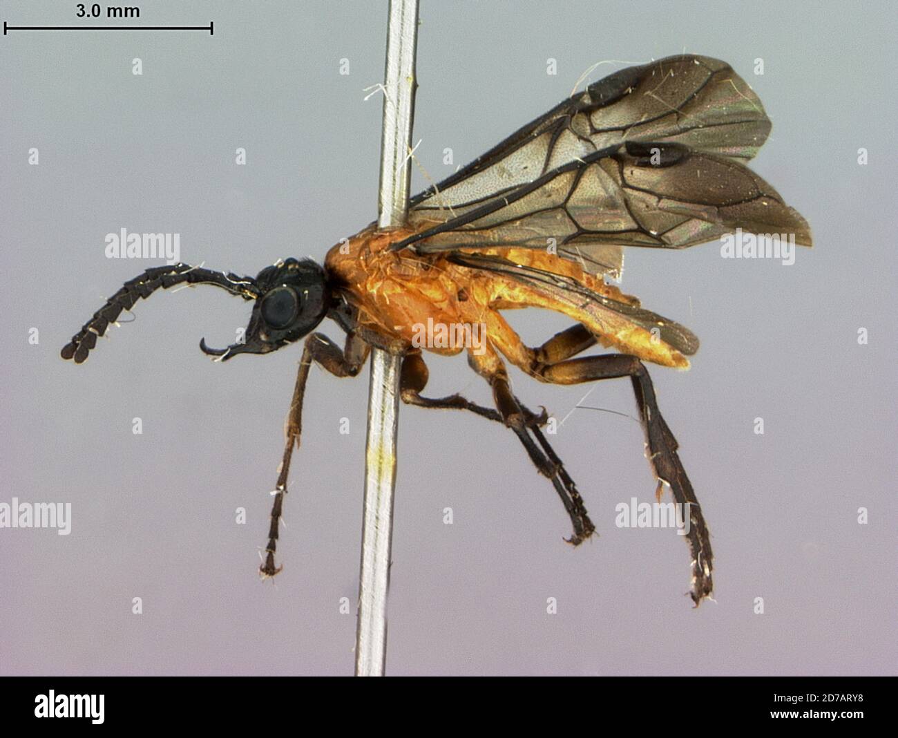 Yacambu national park hi-res stock photography and images - Alamy