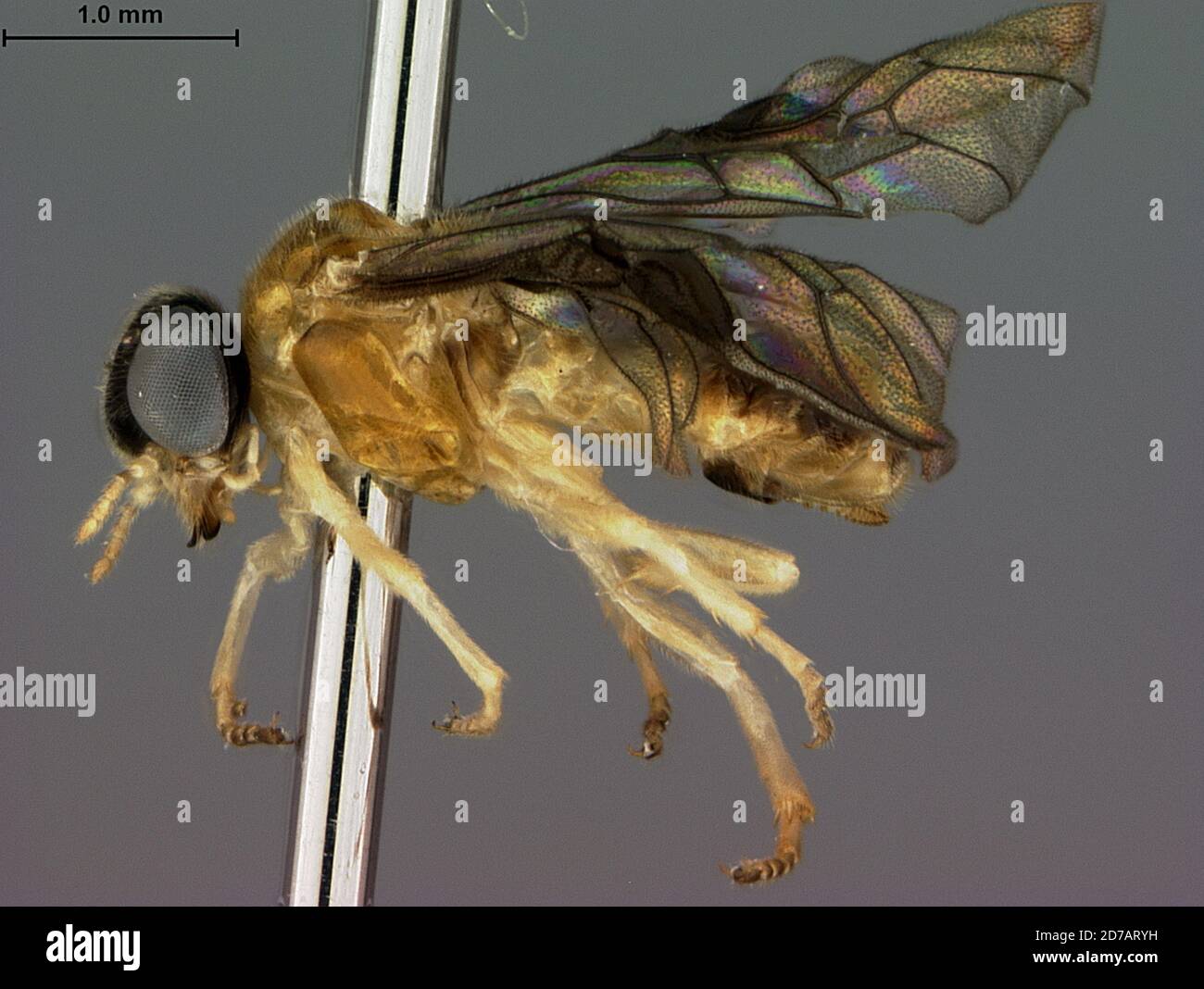 Montserratensis hi-res stock photography and images - Alamy