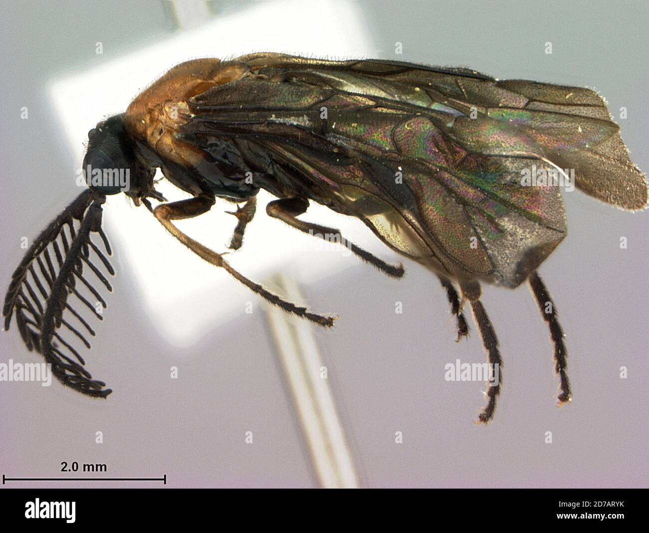 El Triunfo (49 km. south of Yaltenango), Chiapas, Mexico, Pereyiella ...