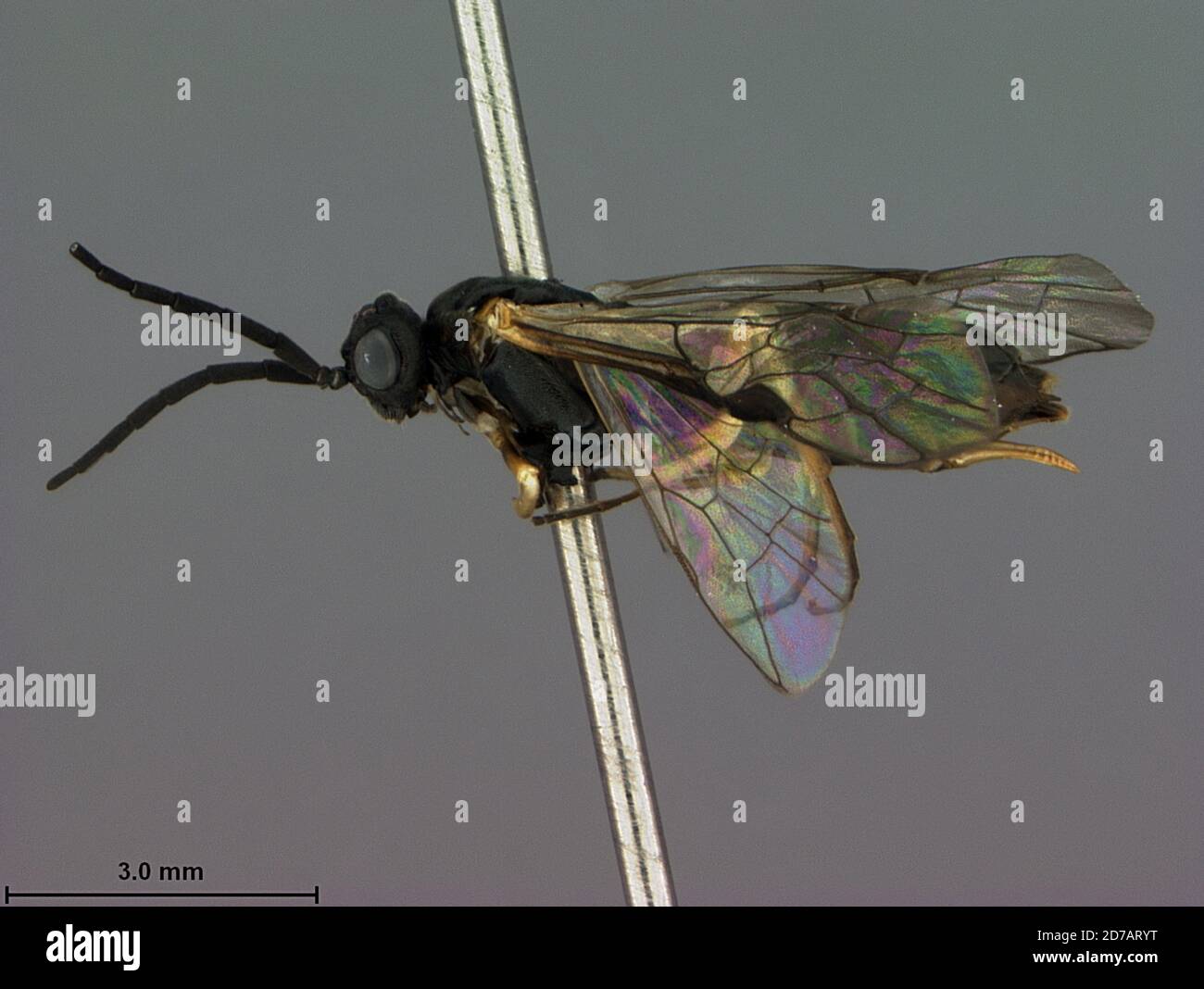 2 kilometers south of Finzel, Finzel Swamp, Garrett, Maryland, United ...