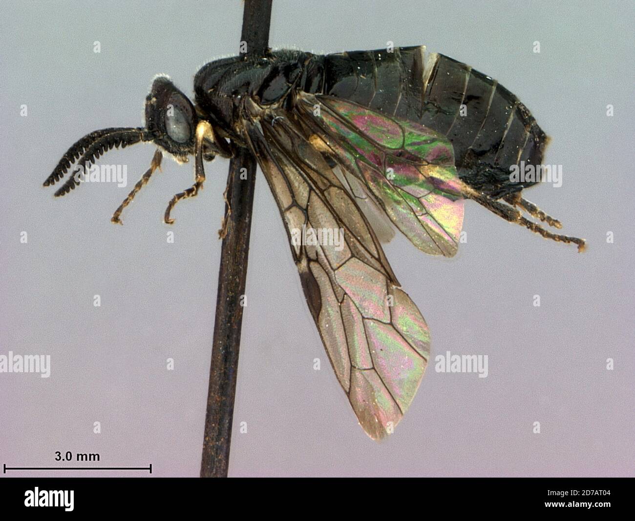 1988 animalia hi-res stock photography and images - Alamy