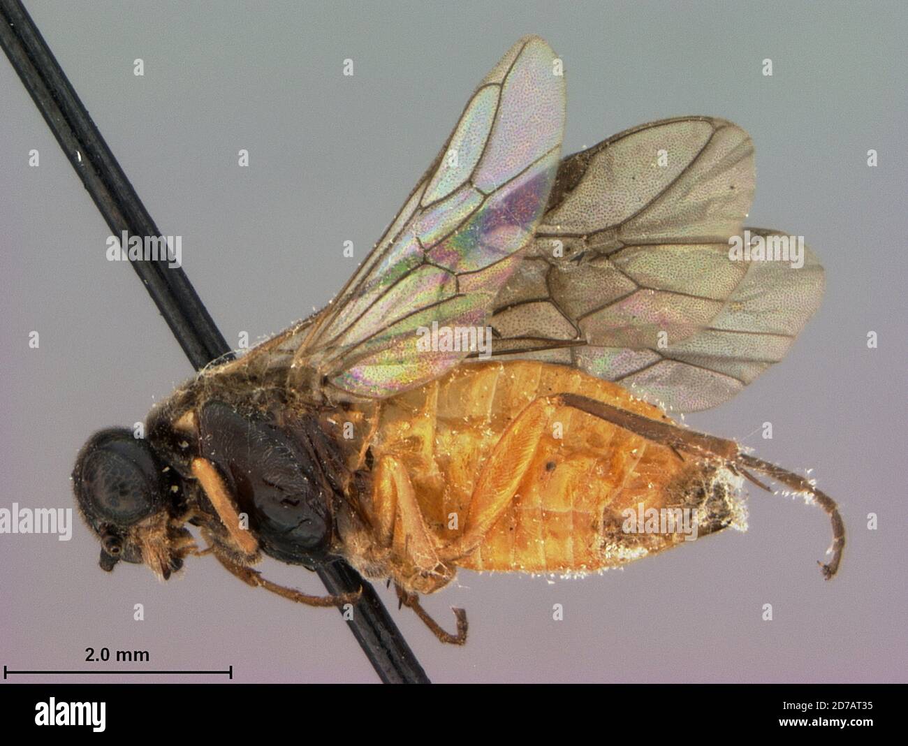 Giladeus penai smith hi-res stock photography and images - Alamy