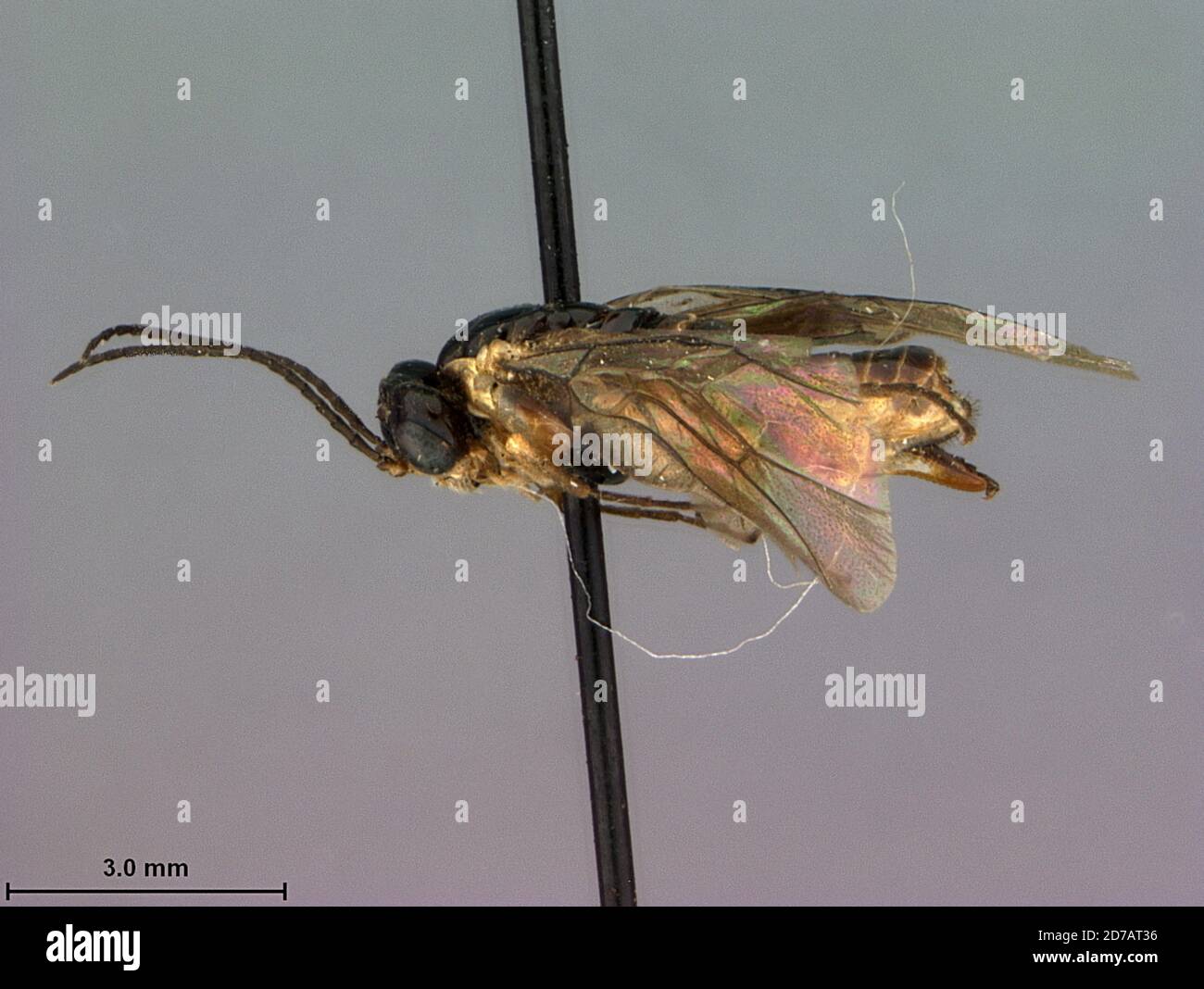 Caramavida, Arauco, Biobio, Chile, Ecopatus penai Smith, 1990, Animalia ...