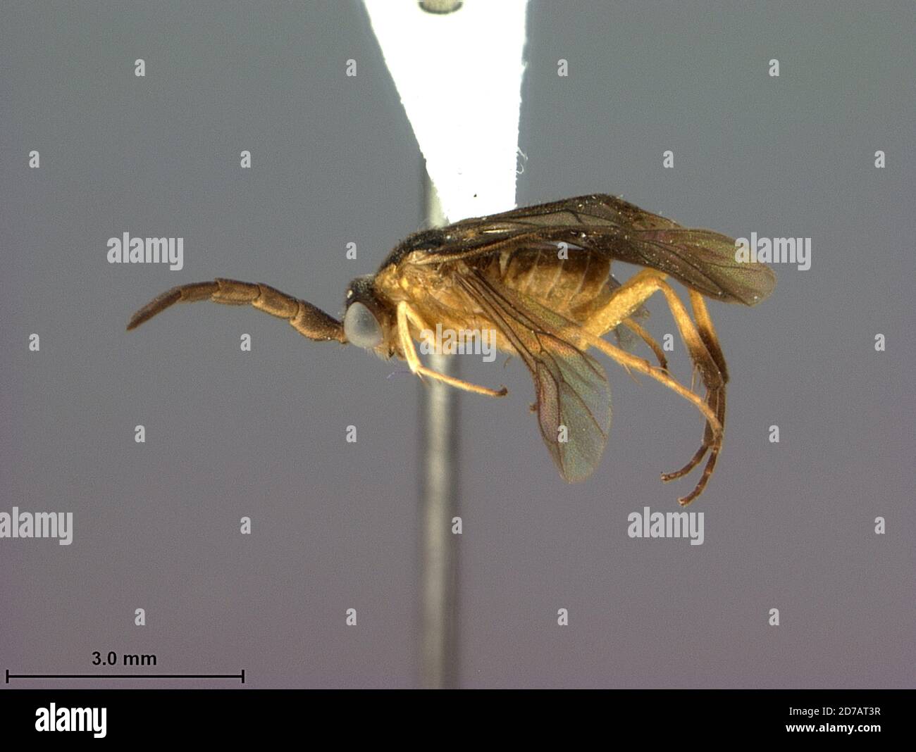 20 mi. south of Tepic, Nayarit, Mexico, Acorduloceridea sinta Smith ...