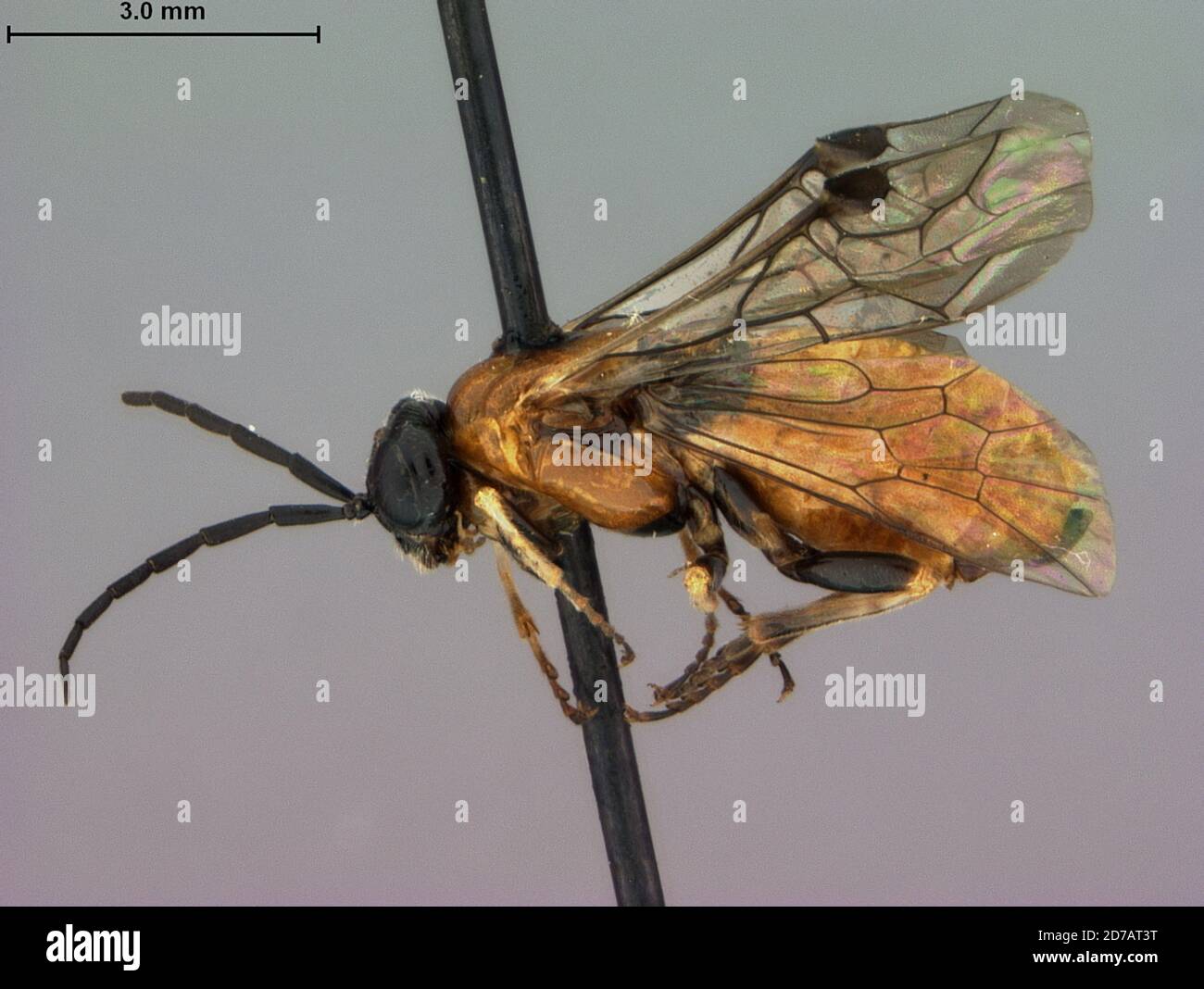 5 miles west of Portal, Chiricahua Mountains, Cochise, Arizona, United ...