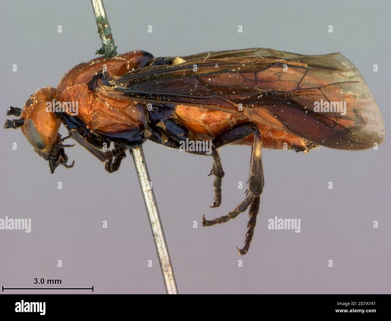 Arge texana smith hi-res stock photography and images - Alamy