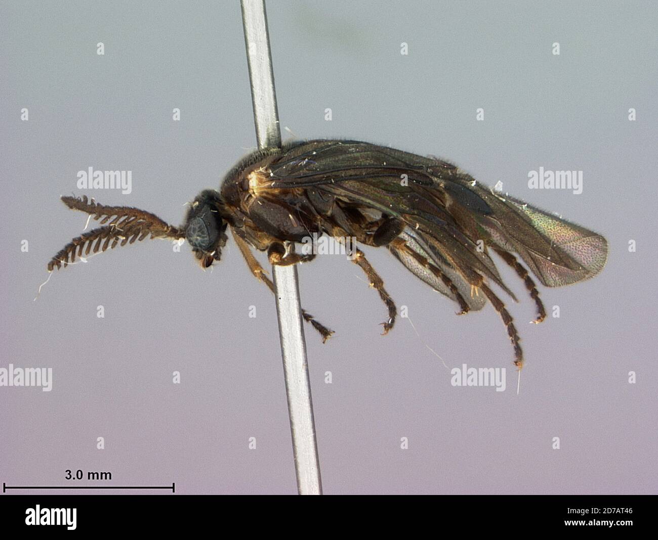 1990 animalia hi-res stock photography and images - Alamy